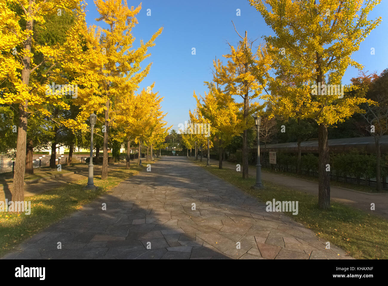 Row of trees in a park during a bright autumn day Stock Photo - Alamy
