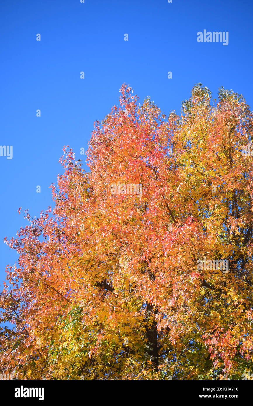 Beautiful fall leaves in midtown Sacramento Stock Photo - Alamy