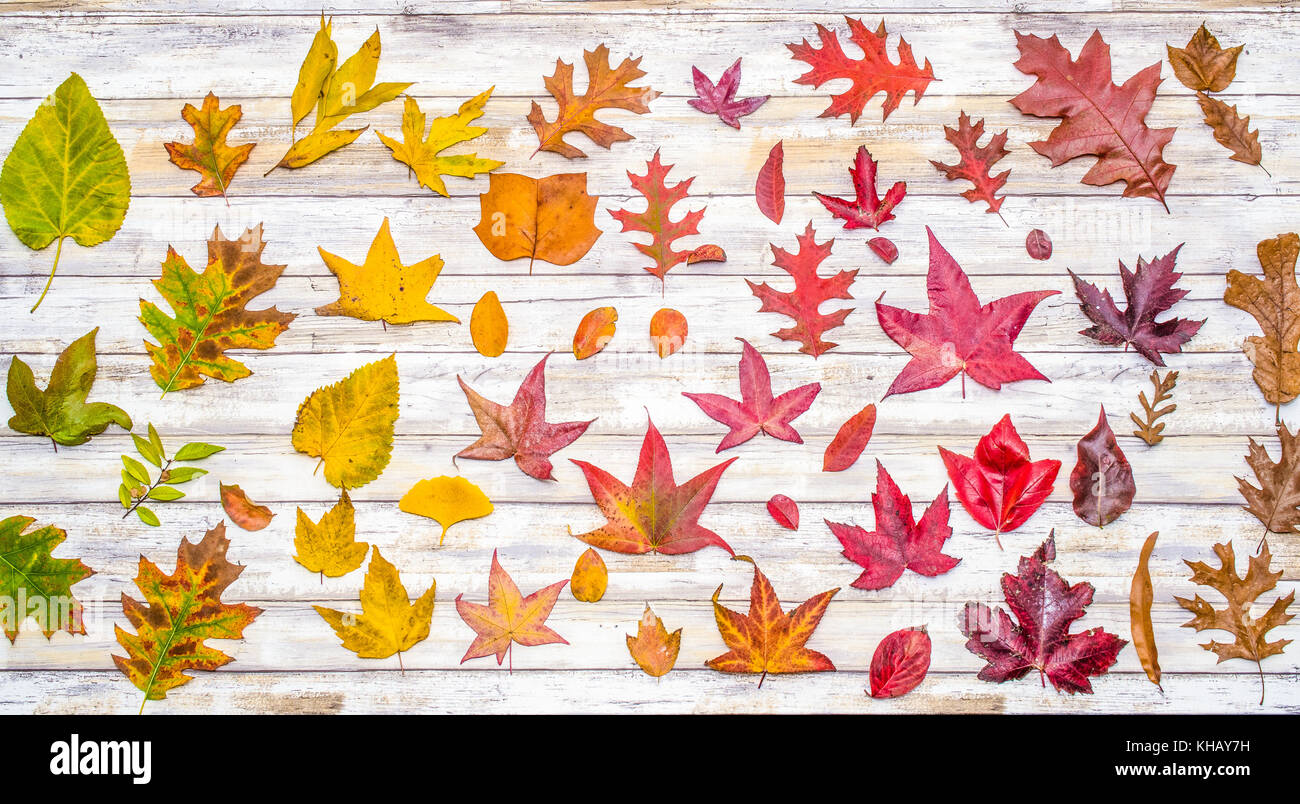 Sacramento fall colors hi-res stock photography and images - Alamy