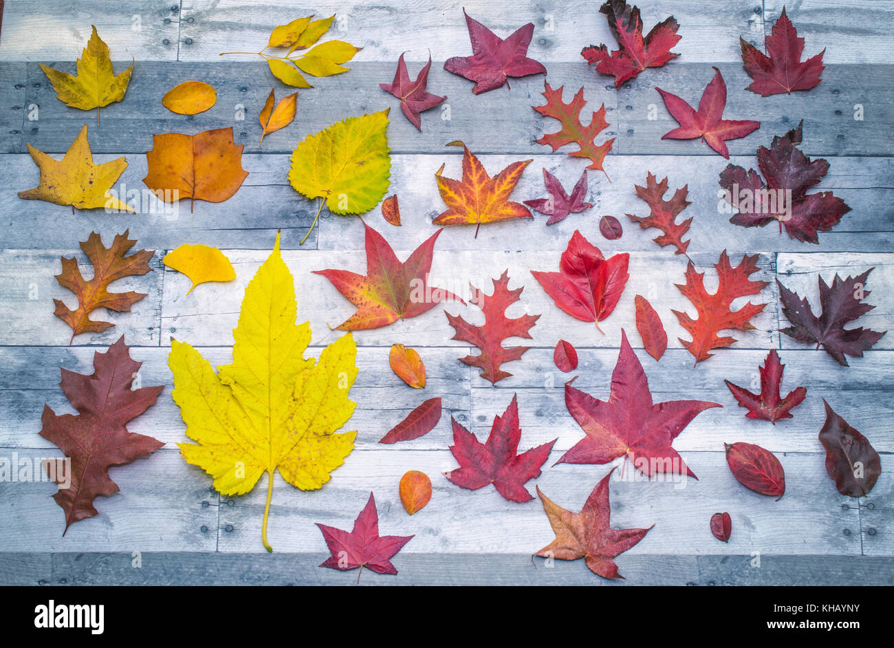 Beautiful Fall Leaves