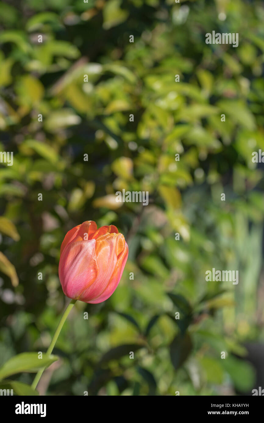 Glorious orange and red single tulip in full colour on a sunny day ...