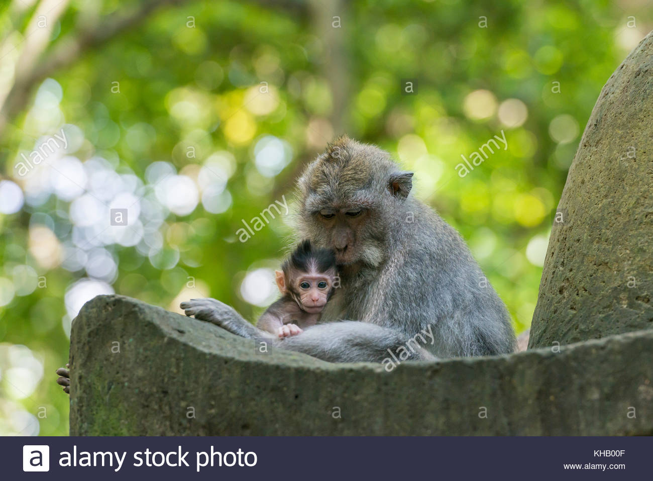 Monkey Holding Baby Stock Photos & Monkey Holding Baby Stock Images - Alamy