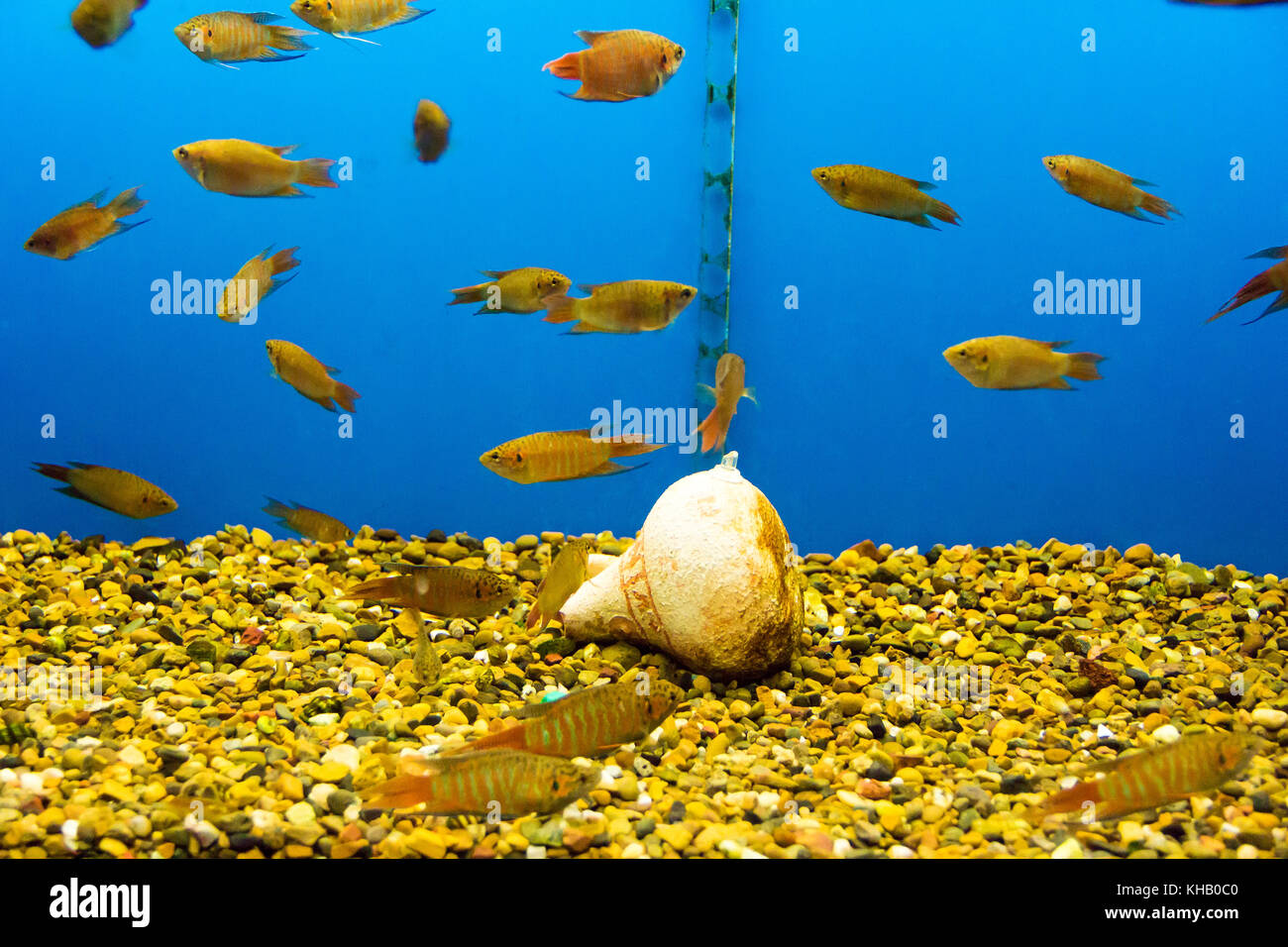 Photo of aquarium fish in blue water Stock Photo - Alamy