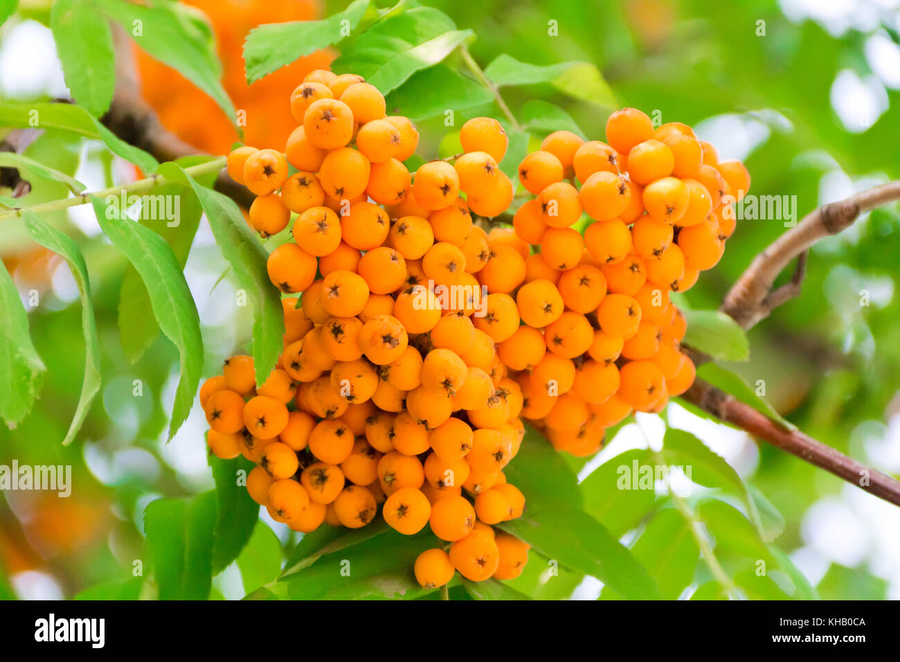 Photo of the yellow ripe rowanberry branch Stock Photo - Alamy