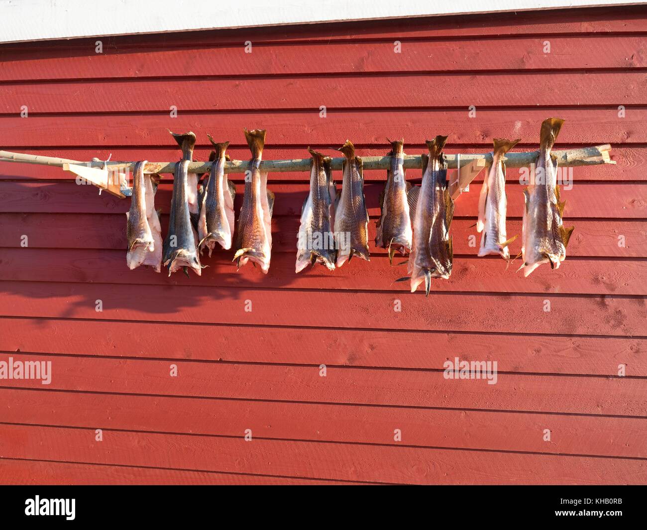 Drying of cod fishes. Unsalted codfish dried by cold air and wind on ...