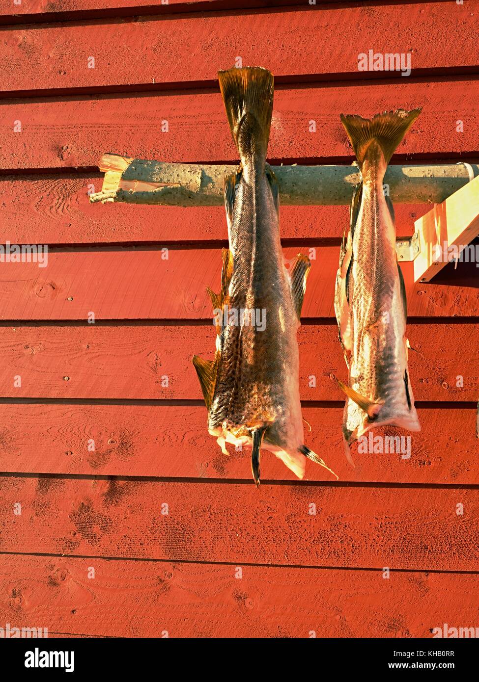 Fish Drying On Frame High Resolution Stock Photography and Images - Alamy