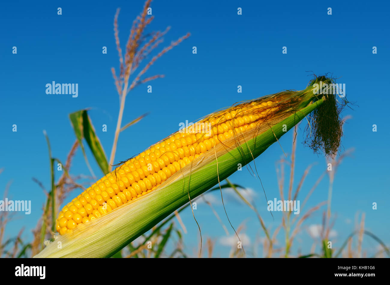 Raw corn on the cob hi-res stock photography and images - Alamy