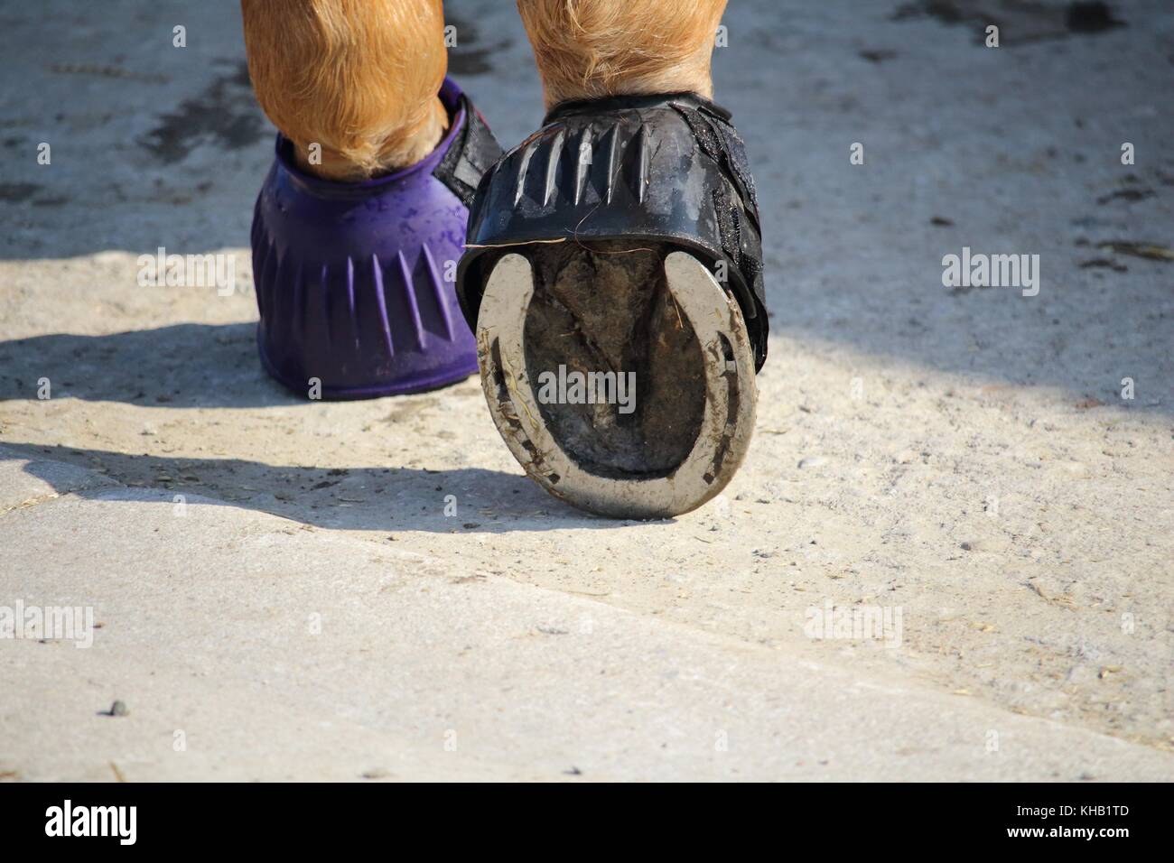 leather ball protectors resting on the legs of a horse Stock Photo - Alamy