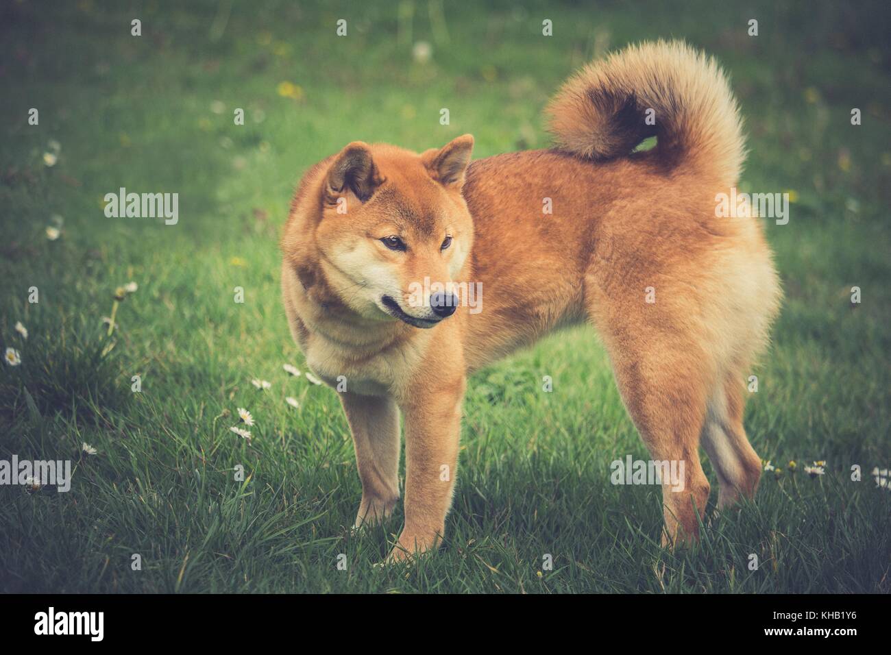 a portrait in the wild themes of a shiba inu dog with very tender eyes ...