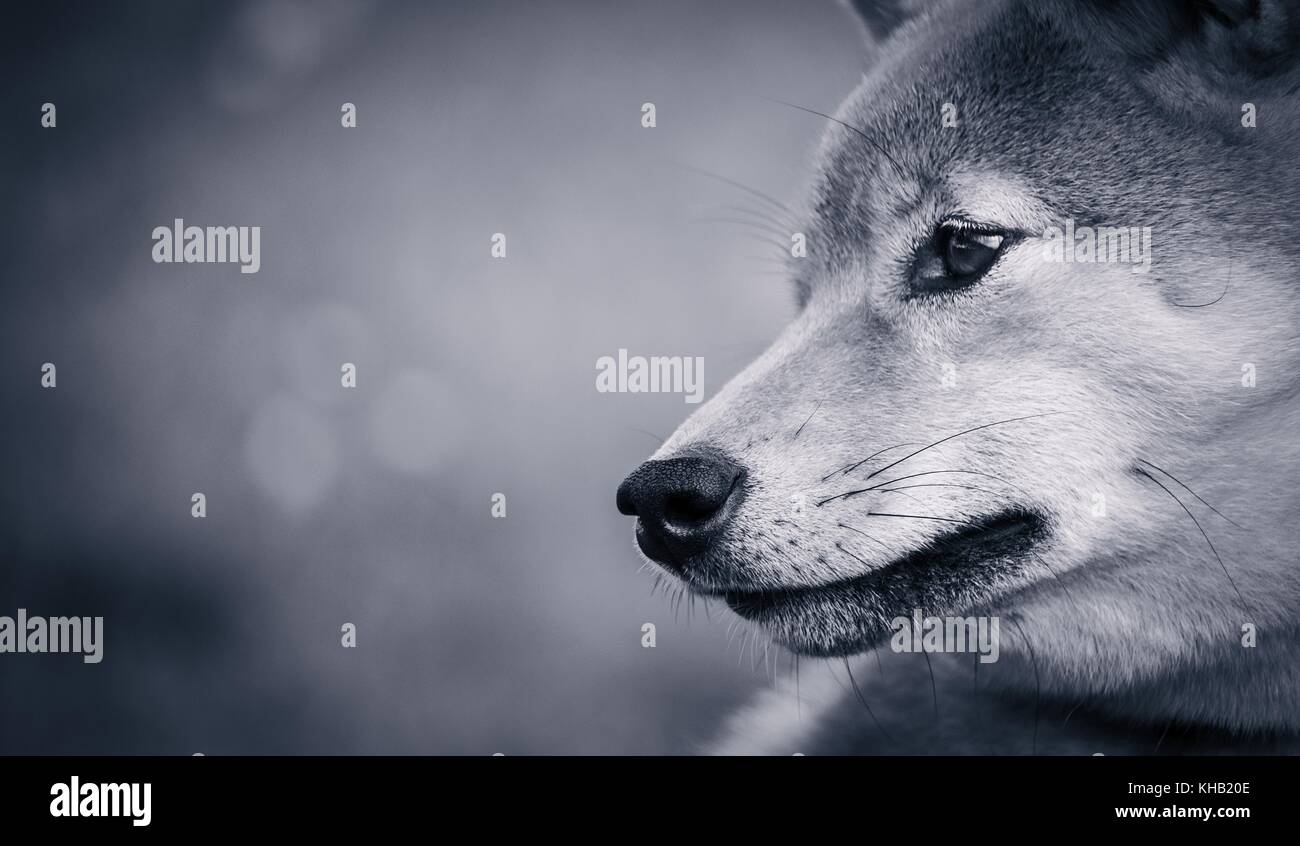 a portrait in the wild themes of a shiba inu dog with very tender eyes ...