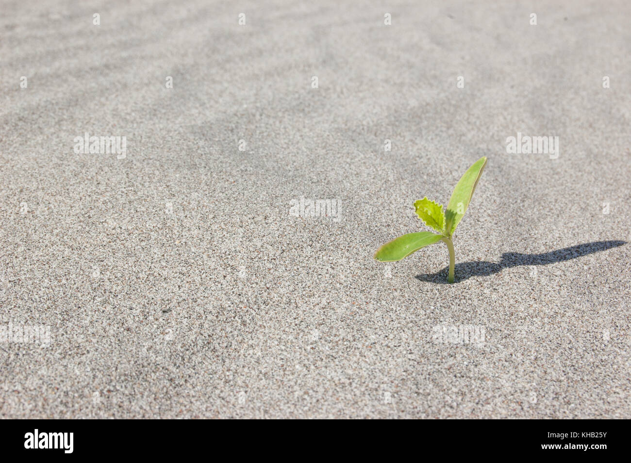 Green Leaves Growing On Tree Trunk Stock Photo - Alamy