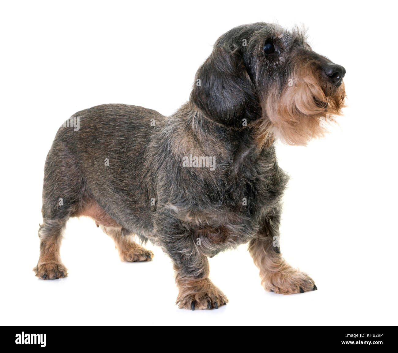 old dachshund in front of white background Stock Photo - Alamy