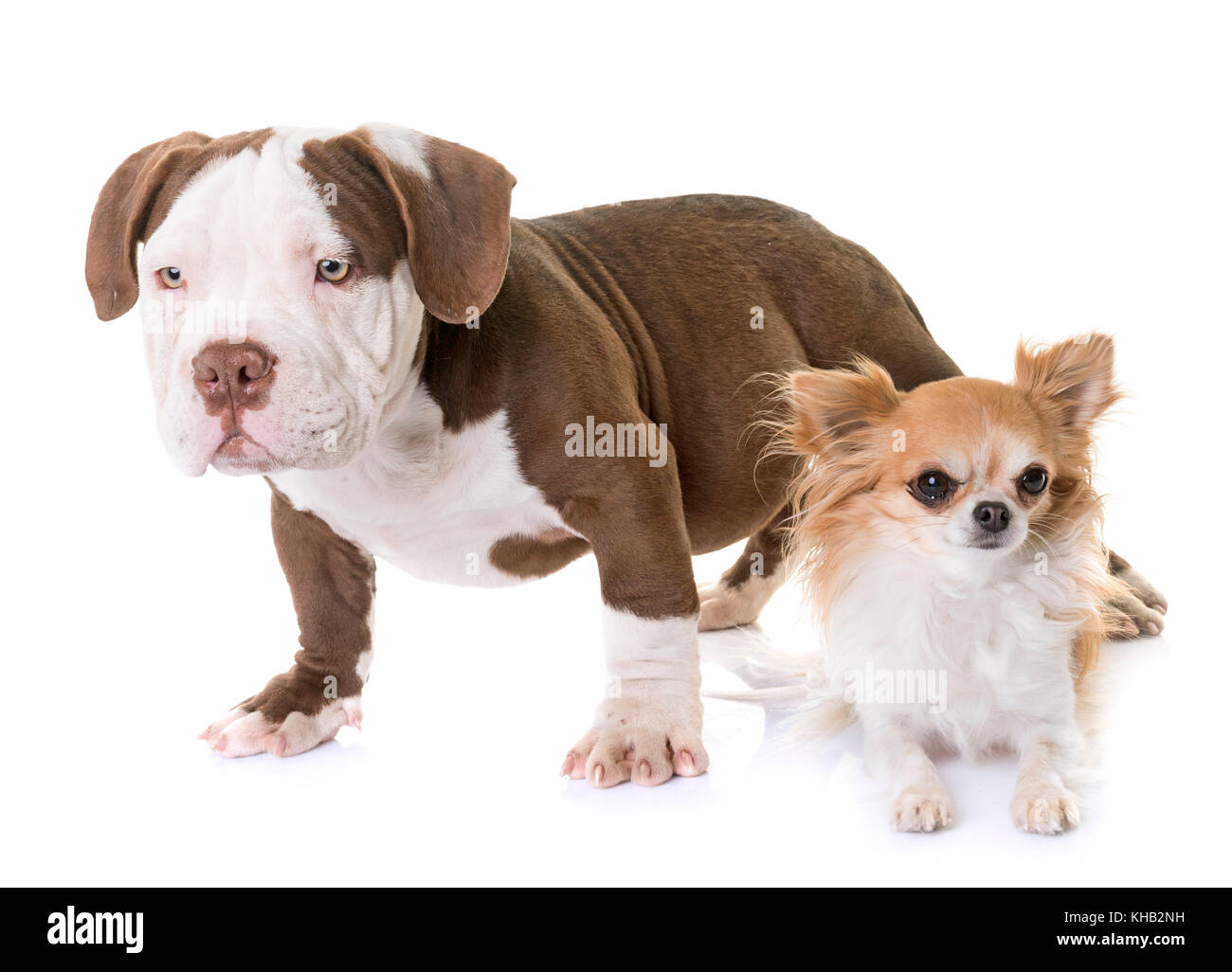 puppy american bully and chihuahua in front of white background Stock ...