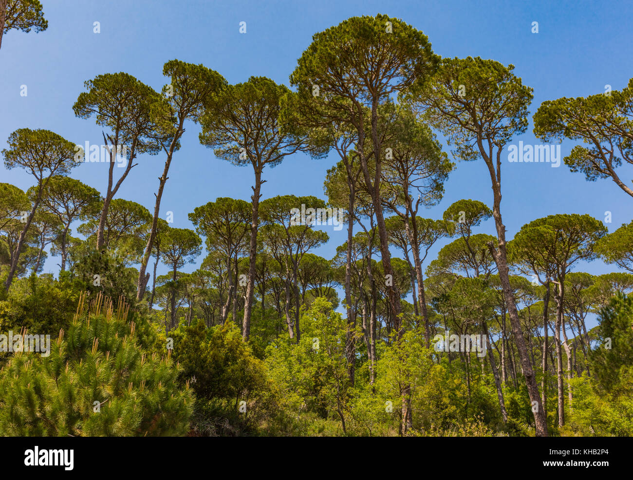 Pine trees forest of Jezzine in South Lebanon Middle east Stock Photo ...
