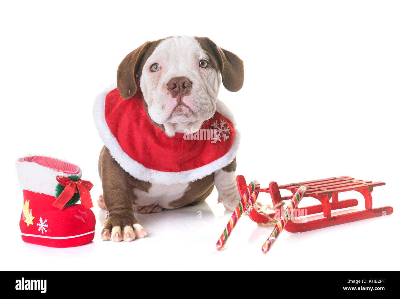 puppy american bully and christmas in front of white background Stock ...