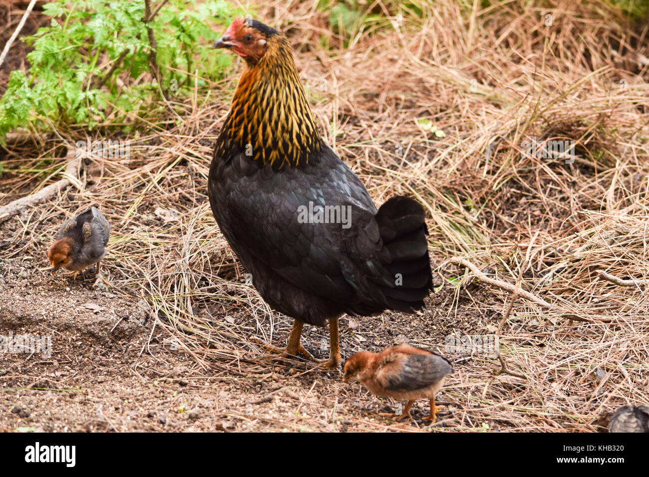 Hen with Two Chickens in the Outdoor Stock Photo - Alamy