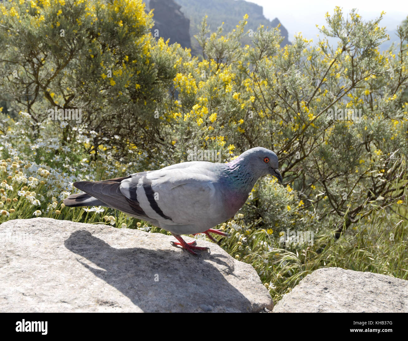 Curious pigeon in mountains hi-res stock photography and images - Alamy