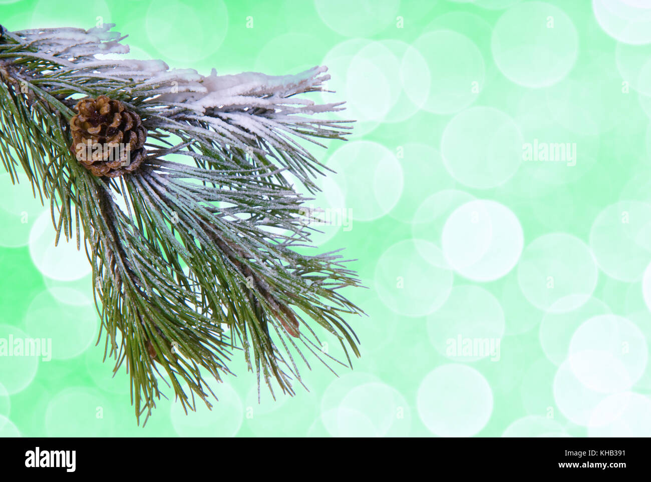 Pine tree twig on the green background Stock Photo - Alamy