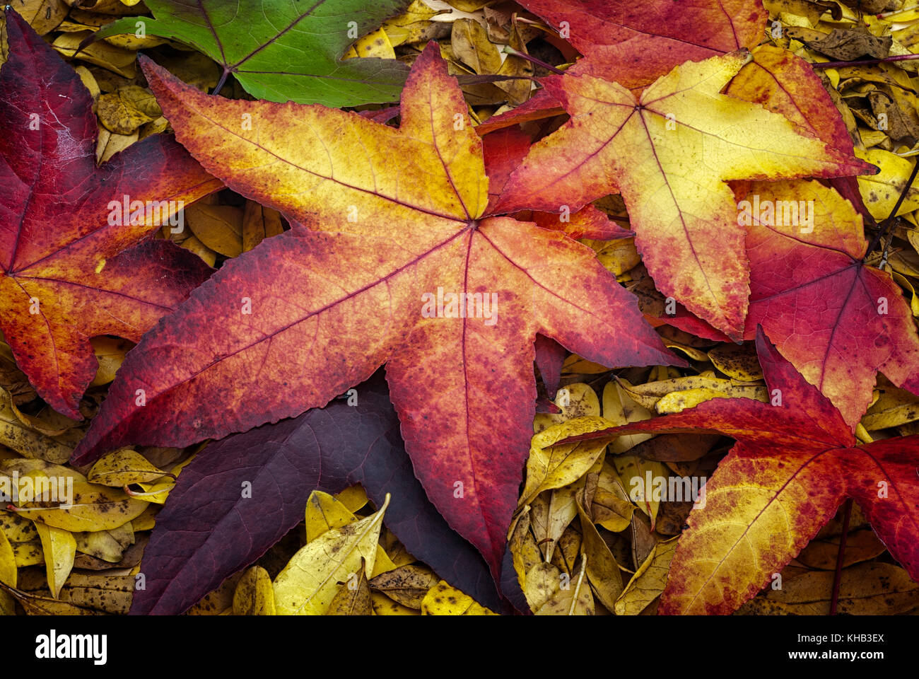Autumn leaves of American Sweetgum (Liquidambar styraciflua), color of ...