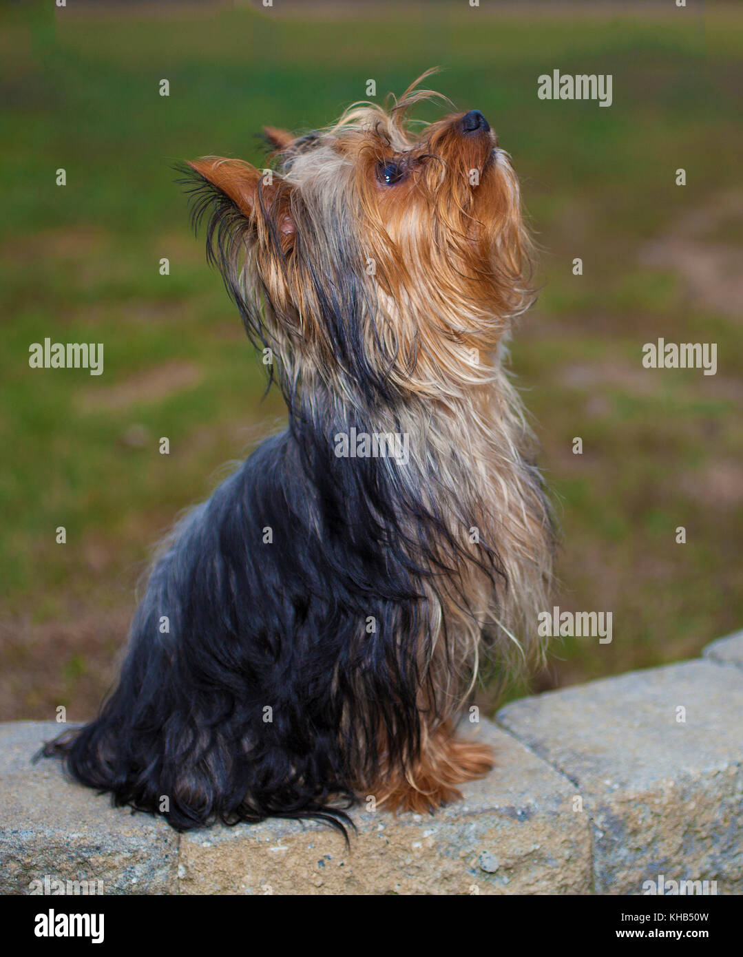 Purebred Yorkie that is waiting patiently on some bricks Stock Photo ...