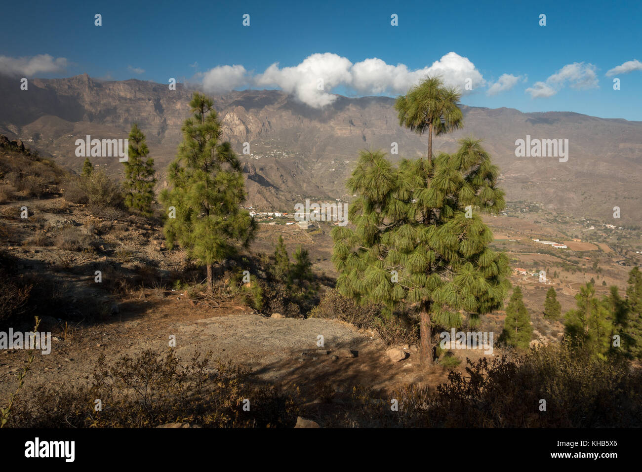 Canarian pine pinus canariensis hi-res stock photography and images - Alamy