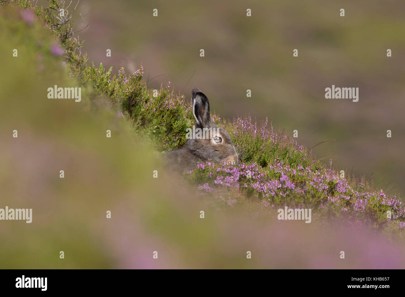 Irish hare hi-res stock photography and images - Alamy