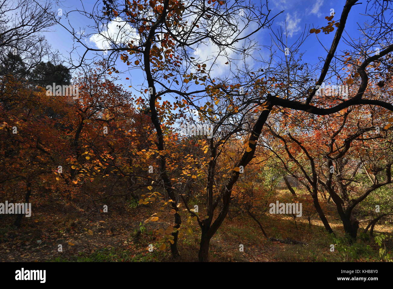 Beijin, Beijin, China. 15th Nov, 2017. Beijing, CHINA-15th November ...