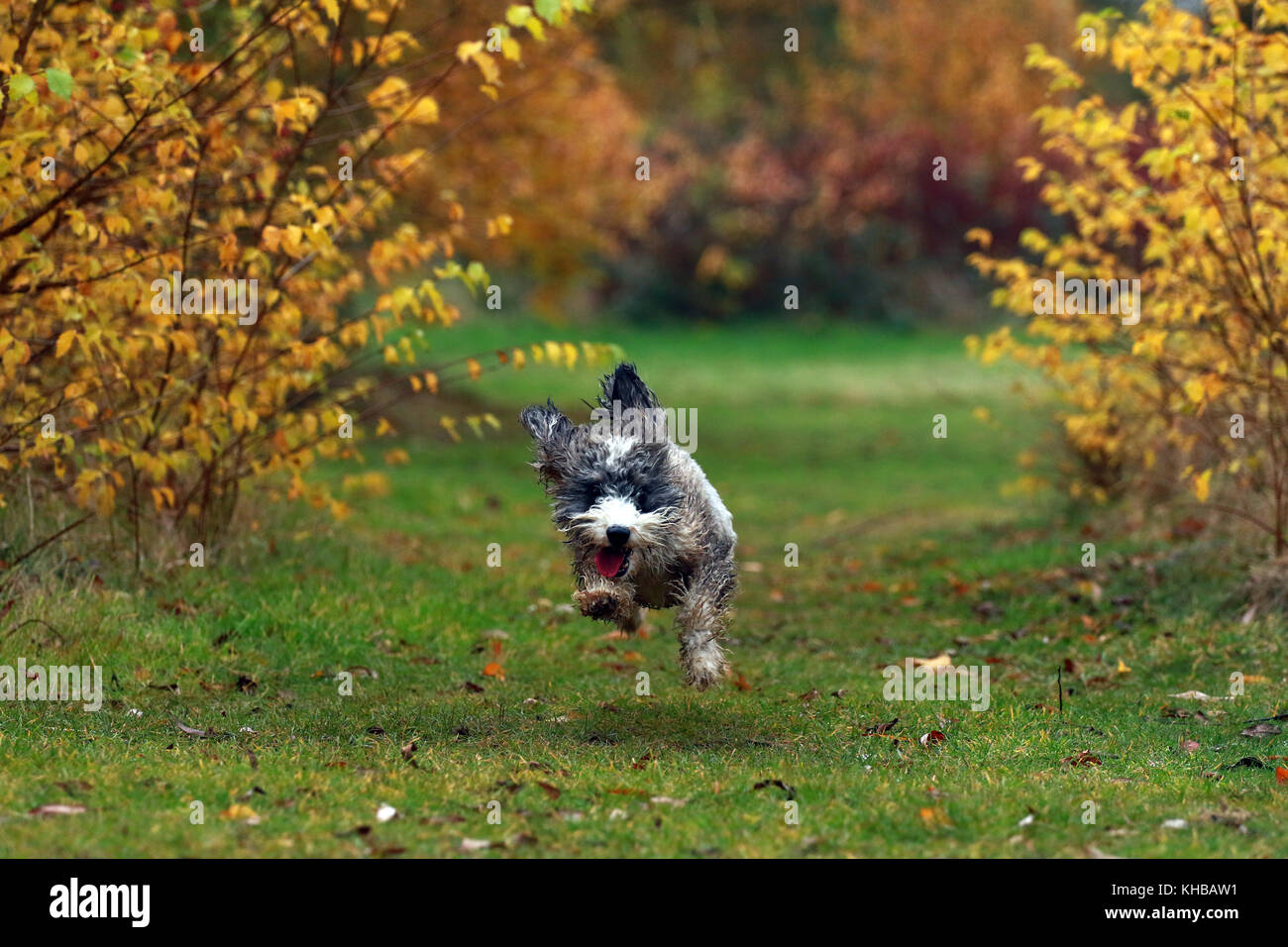 Peterborough, UK. 15th Nov, 2017. Cookie the cockapoo dog having a run ...
