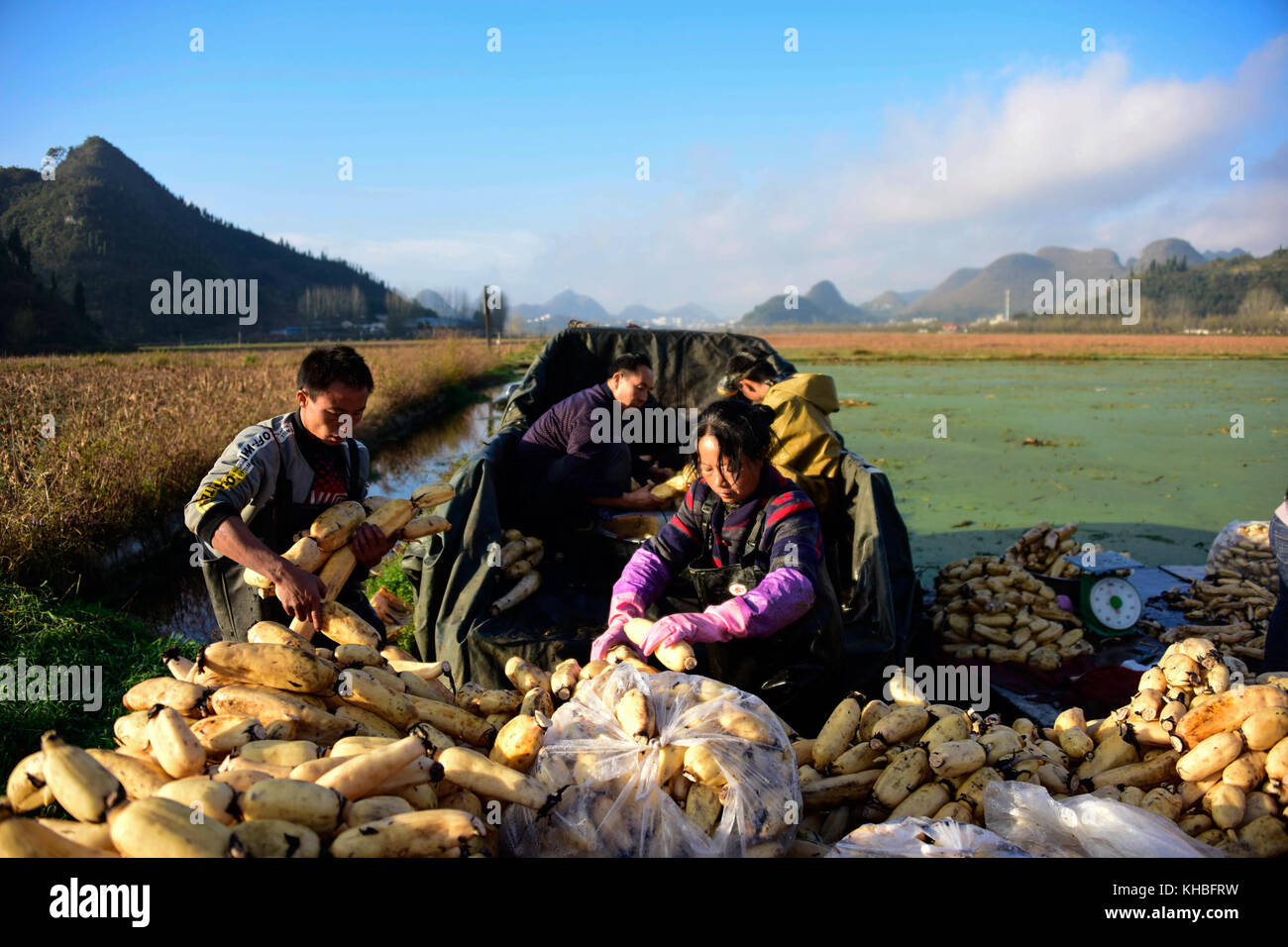 Anlong, Anlong, China. 16th Nov, 2017. Anlong, CHINA-16th November 2017 ...