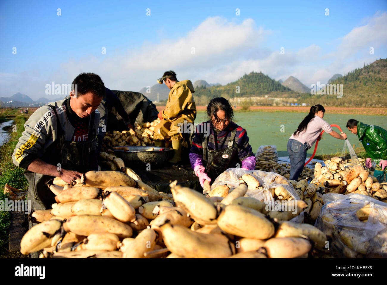 Anlong, Anlong, China. 16th Nov, 2017. Anlong, CHINA-16th November 2017 ...