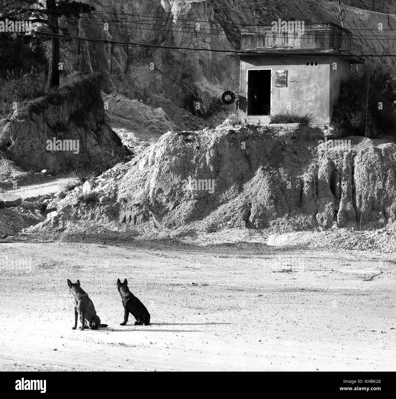 Two dog lie in wait his master come home on countryside road, dogs are ...