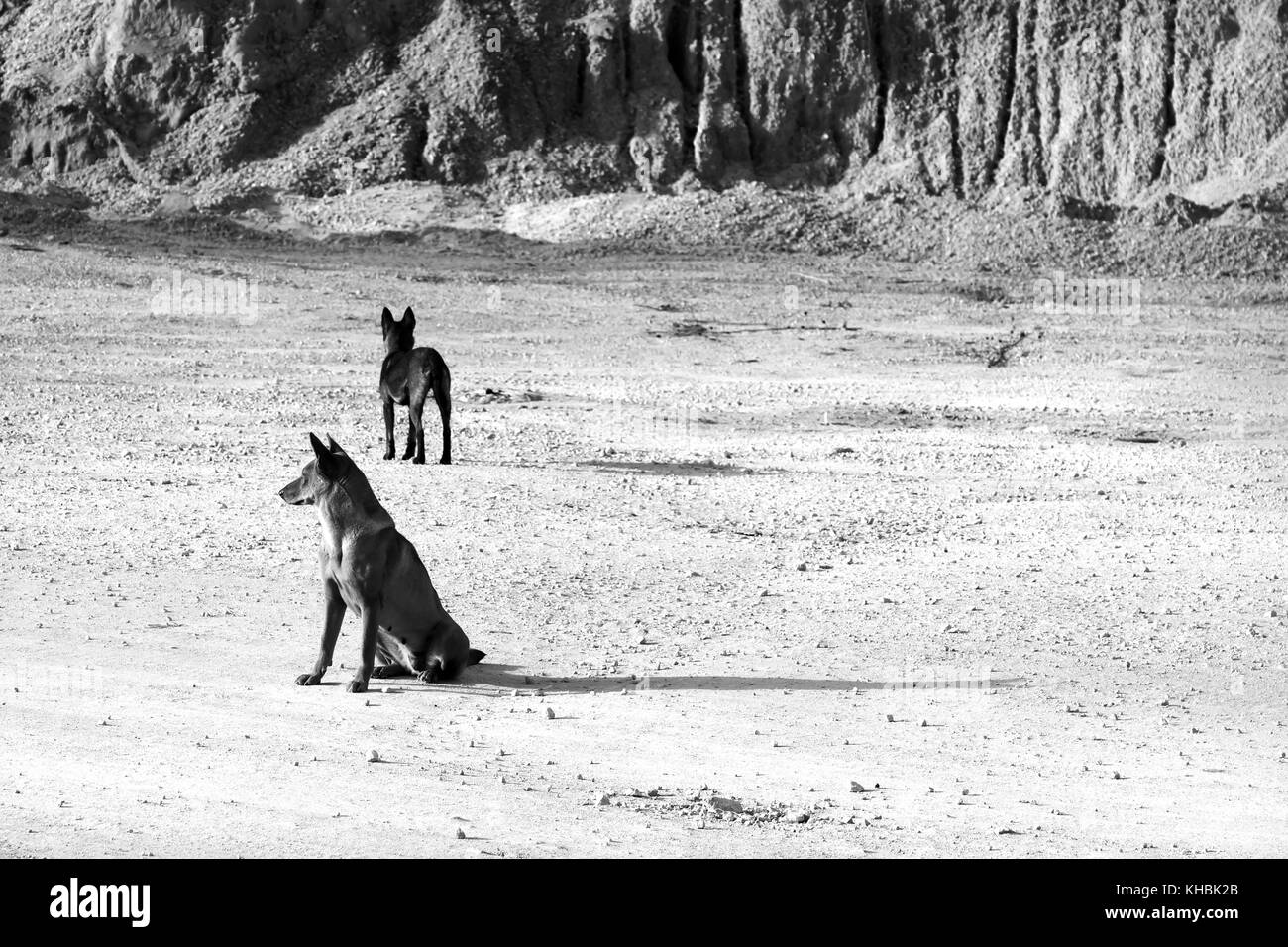 Two dog lie in wait his master come home on countryside road, dogs are ...