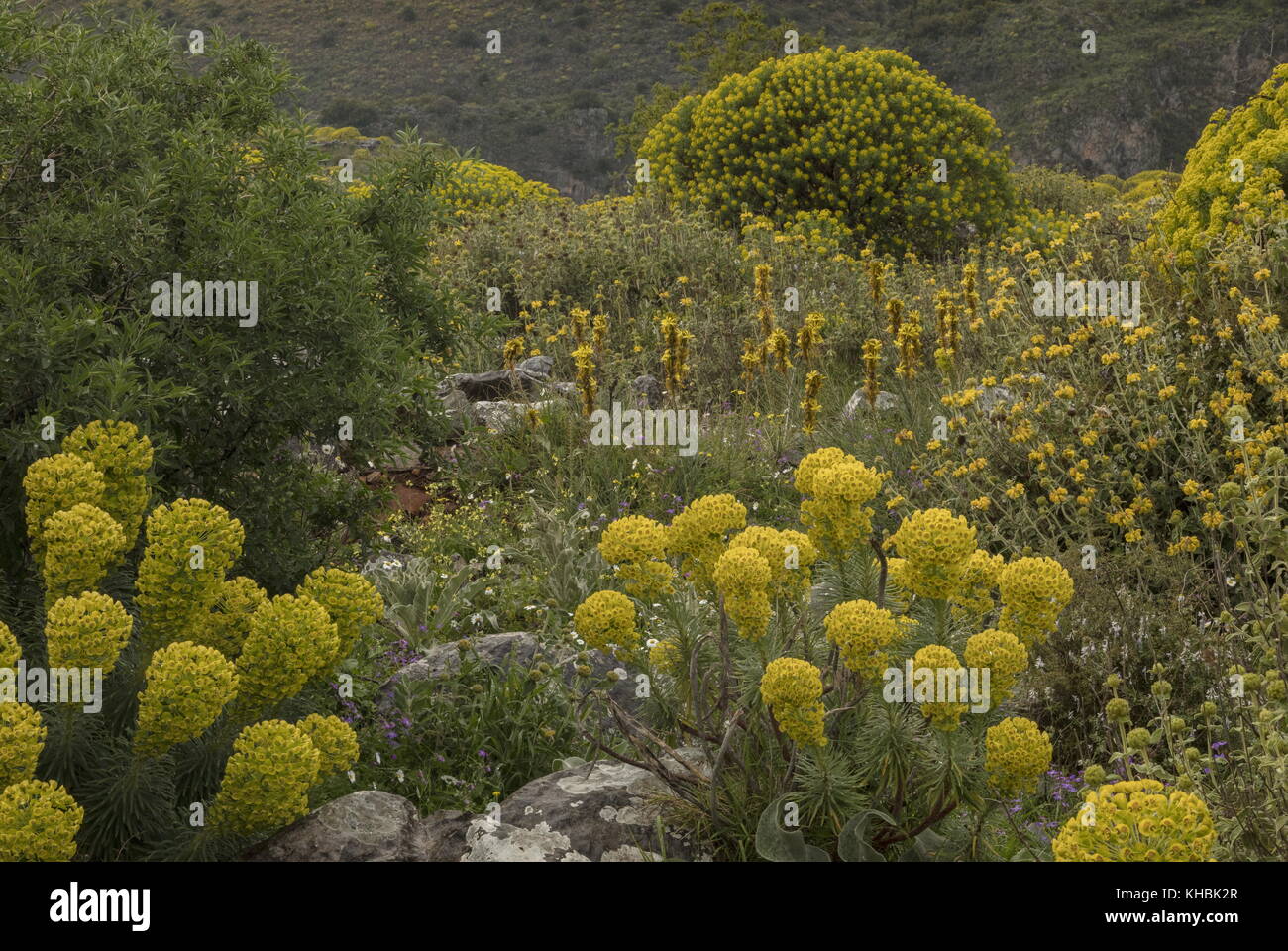 Spring flowers in the Mani peninsula, dominated by Mediterranean spurge ...