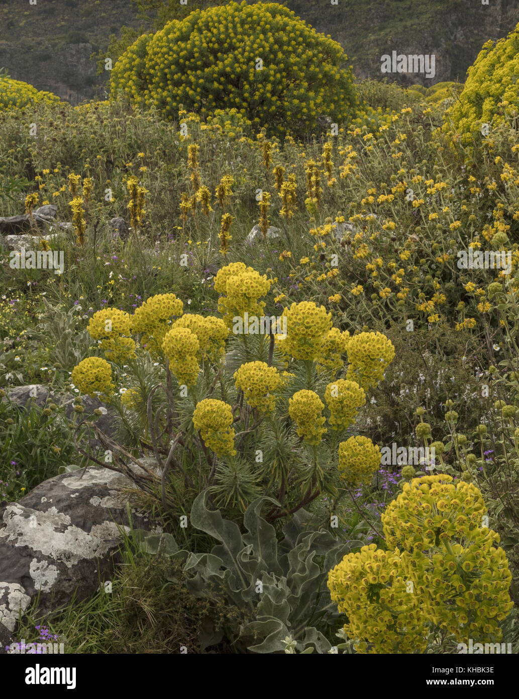 Spring flowers in the Mani peninsula, dominated by Mediterranean spurge ...