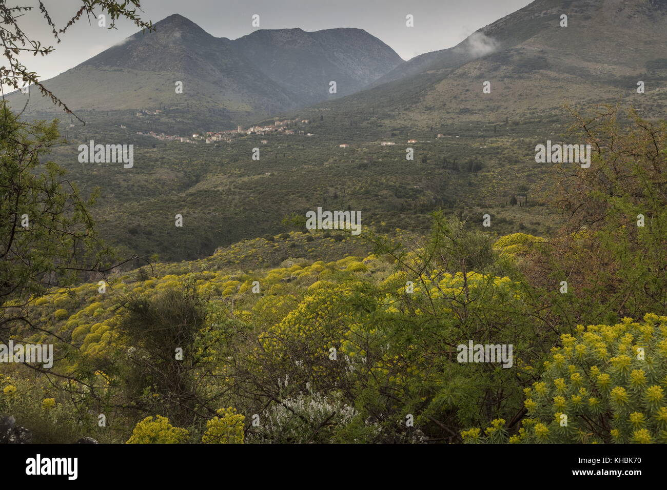 Spring flowers in the Mani peninsula, dominated by Mediterranean spurge ...