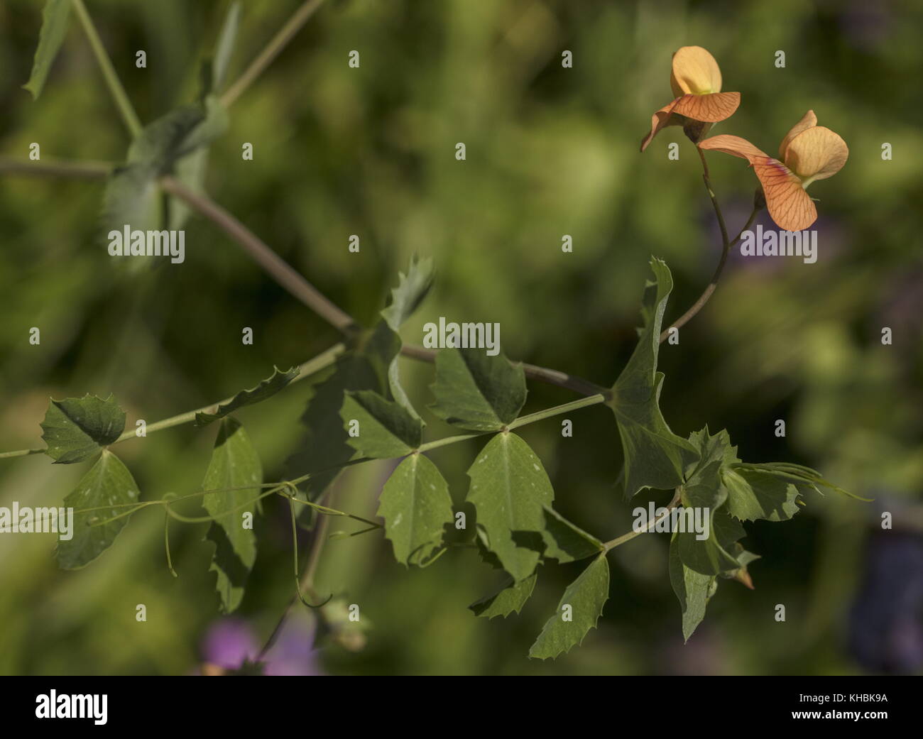 Middle eastern flower hi-res stock photography and images - Alamy