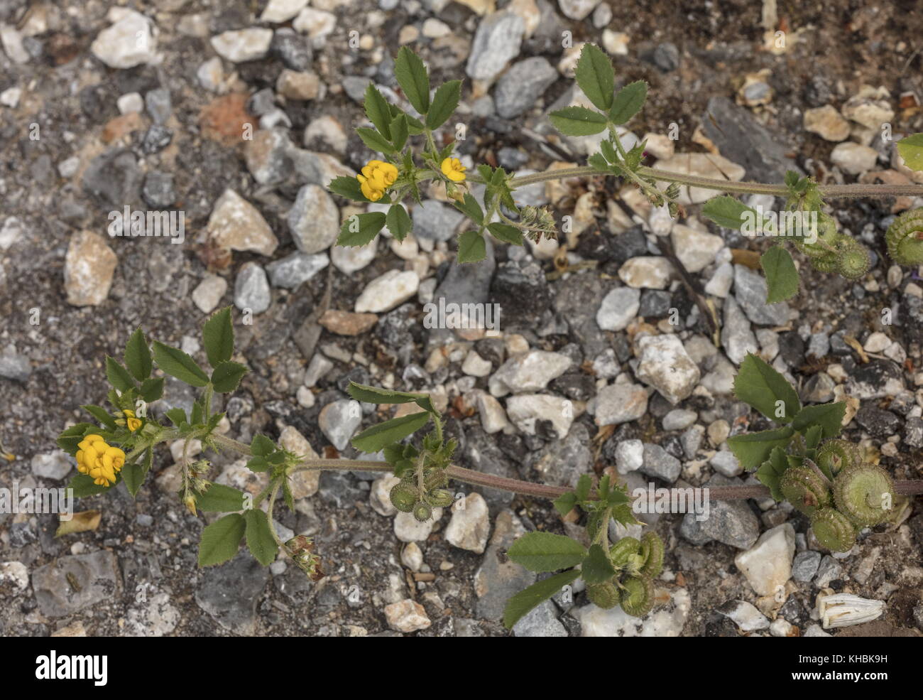 Wrinkled Medick, Medicago rugosa, with flowers and fruit. Greece Stock ...