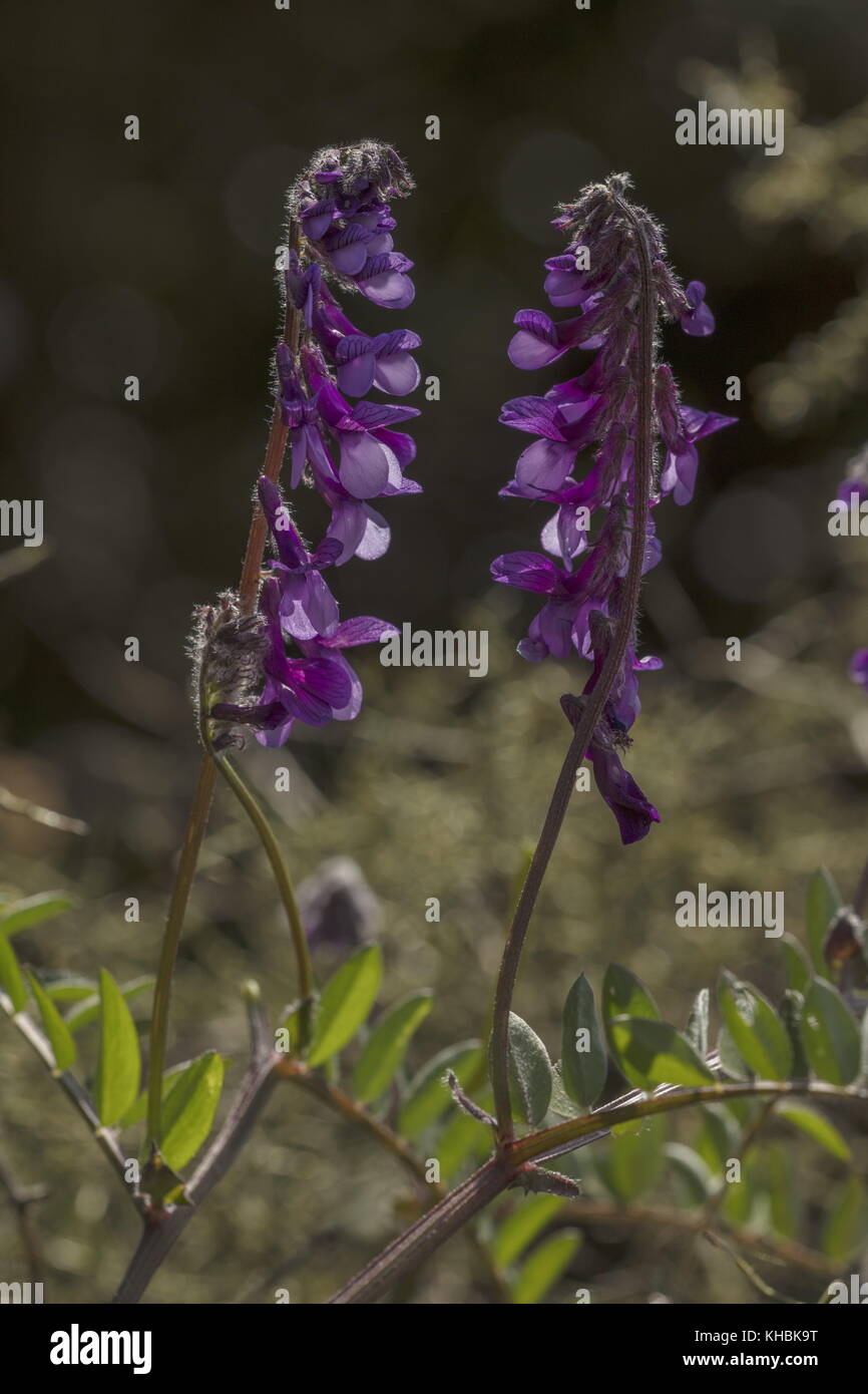 Vicia microphylla hi-res stock photography and images - Alamy