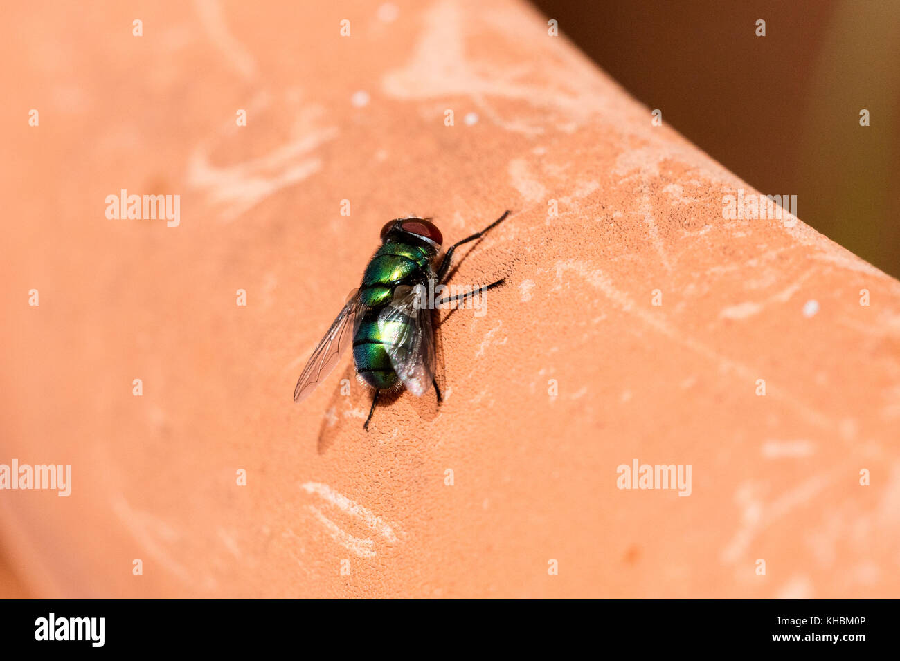 green fly isolated on a brown vase Stock Photo - Alamy