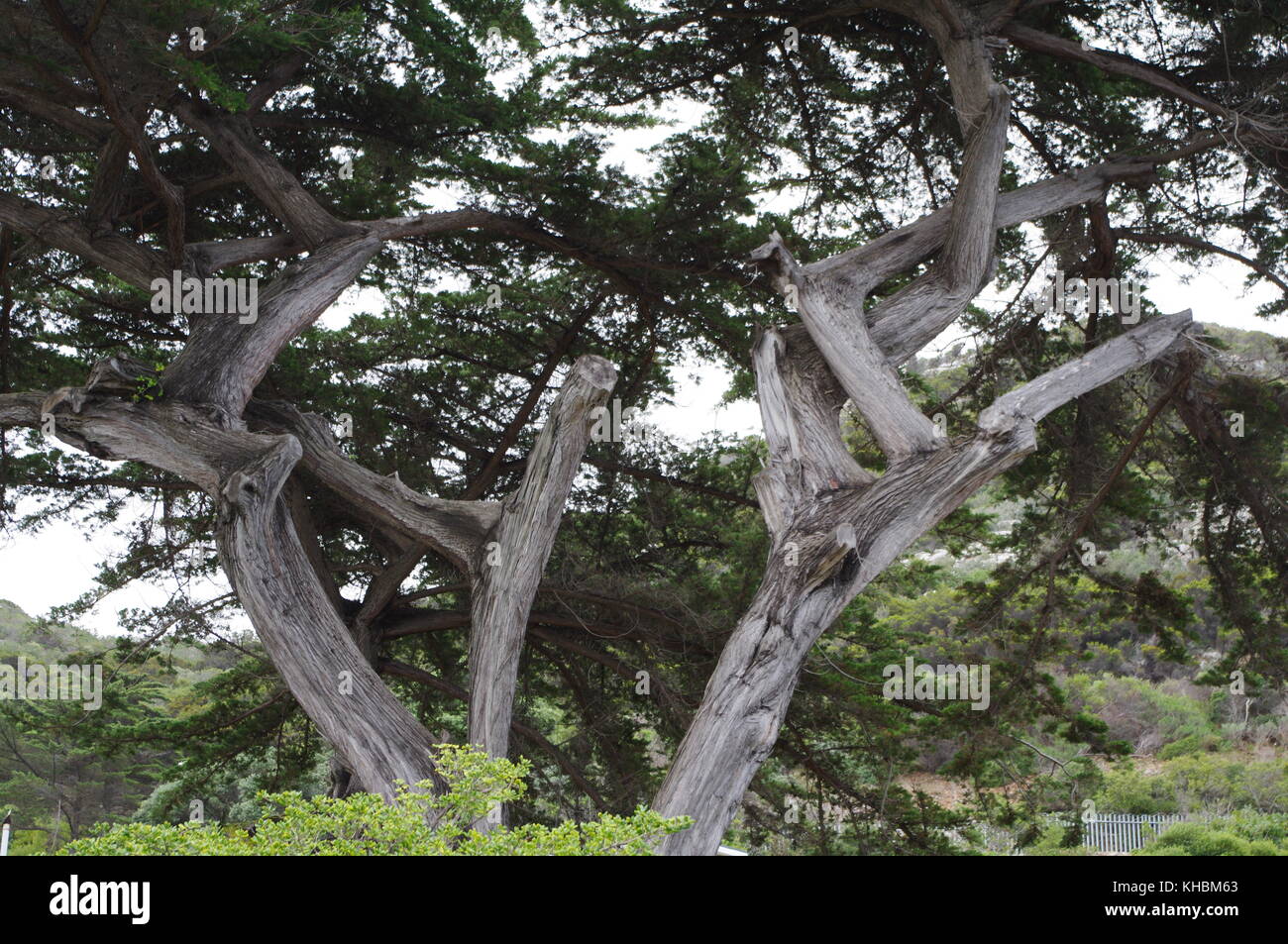 Knotted branches hi-res stock photography and images - Alamy