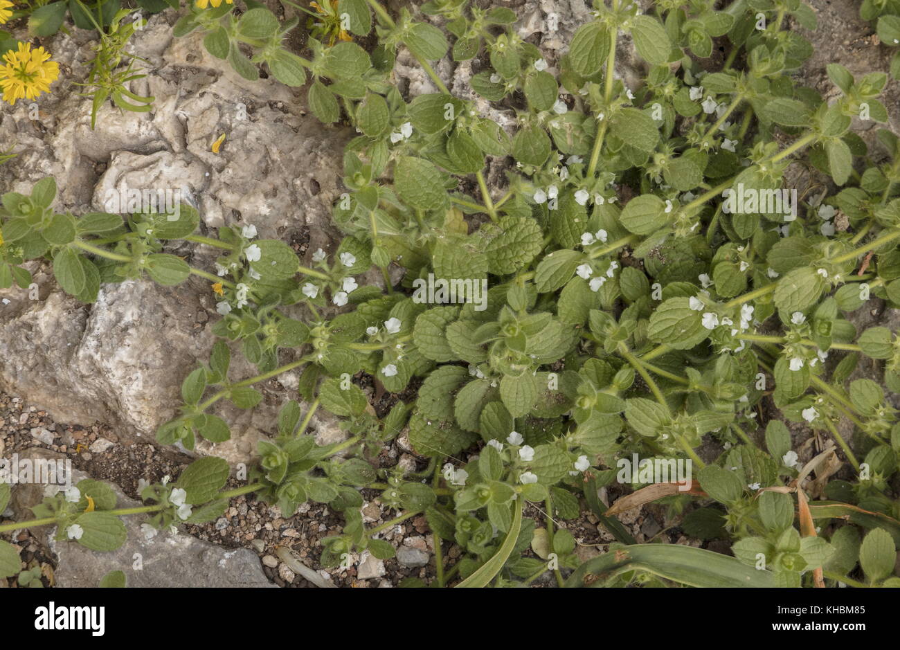Sideritis hi-res stock photography and images - Alamy