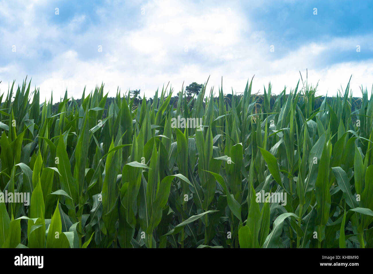 Corn fields in summer, Galizia, Spain Stock Photo - Alamy