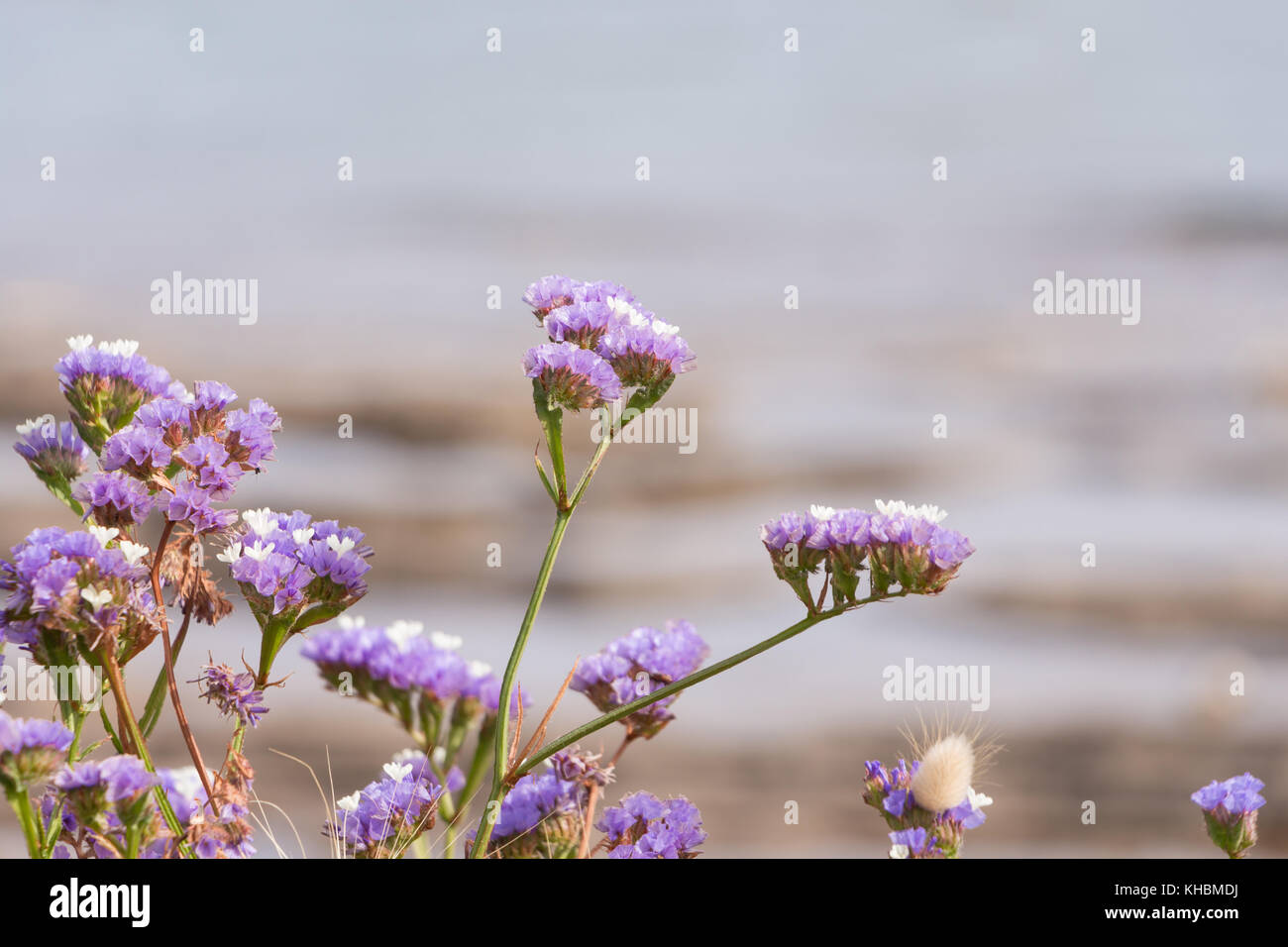 Purple sea lavender wildflowers, with blurry seashore in the background ...