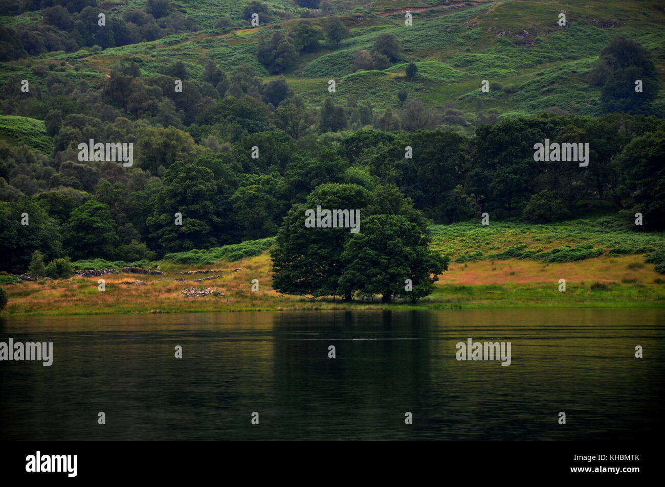 Trees at loch coast Stock Photo - Alamy