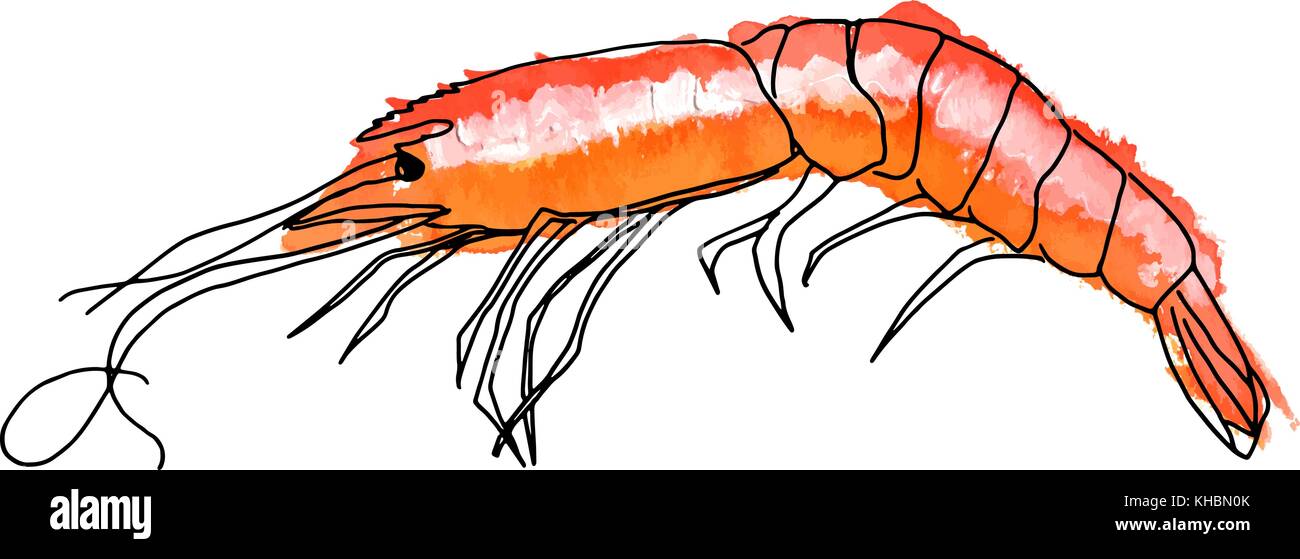 Vector and watercolor shrimp, hand drawn on white background Stock ...