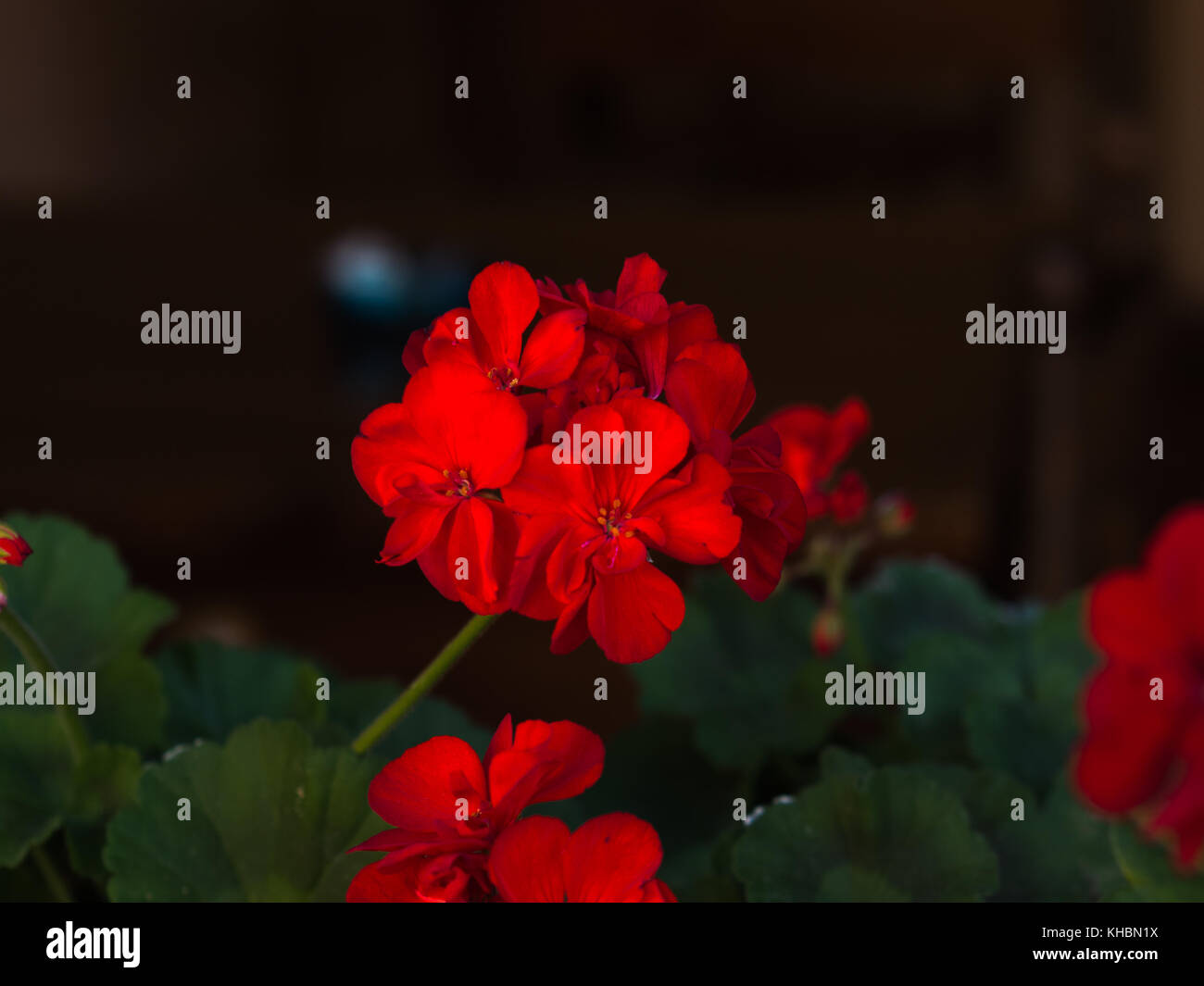 Red flowers on a hot day Stock Photo - Alamy
