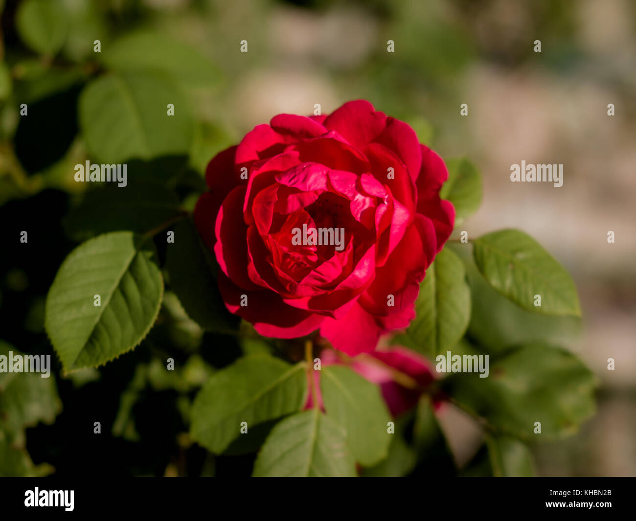 Red rose ose at sunset Stock Photo - Alamy