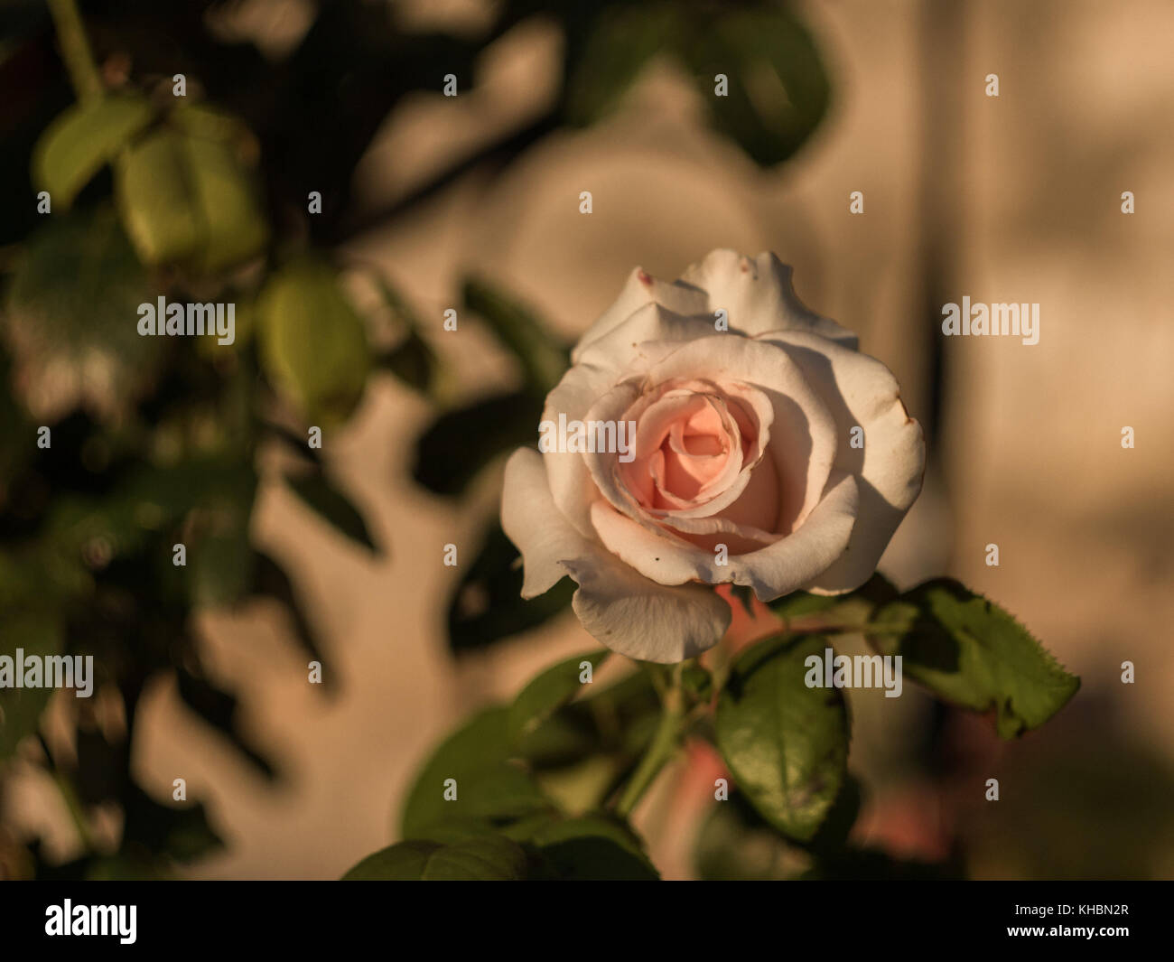Pink rose at sunset Stock Photo - Alamy