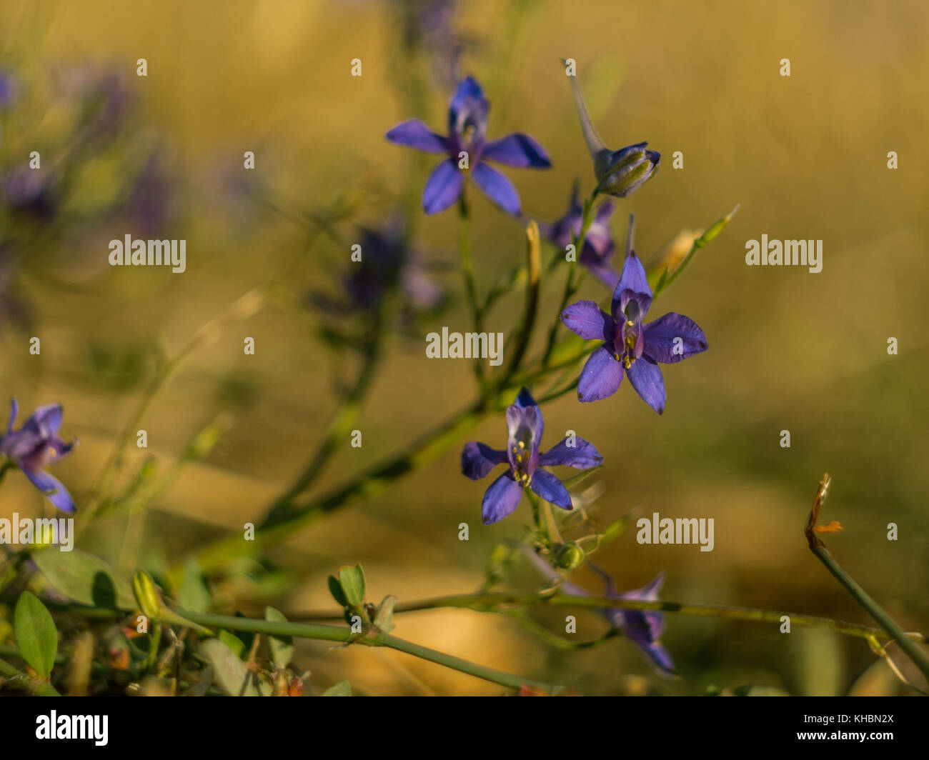 Blue flower on the italian countryside in the sunset light Stock Photo ...
