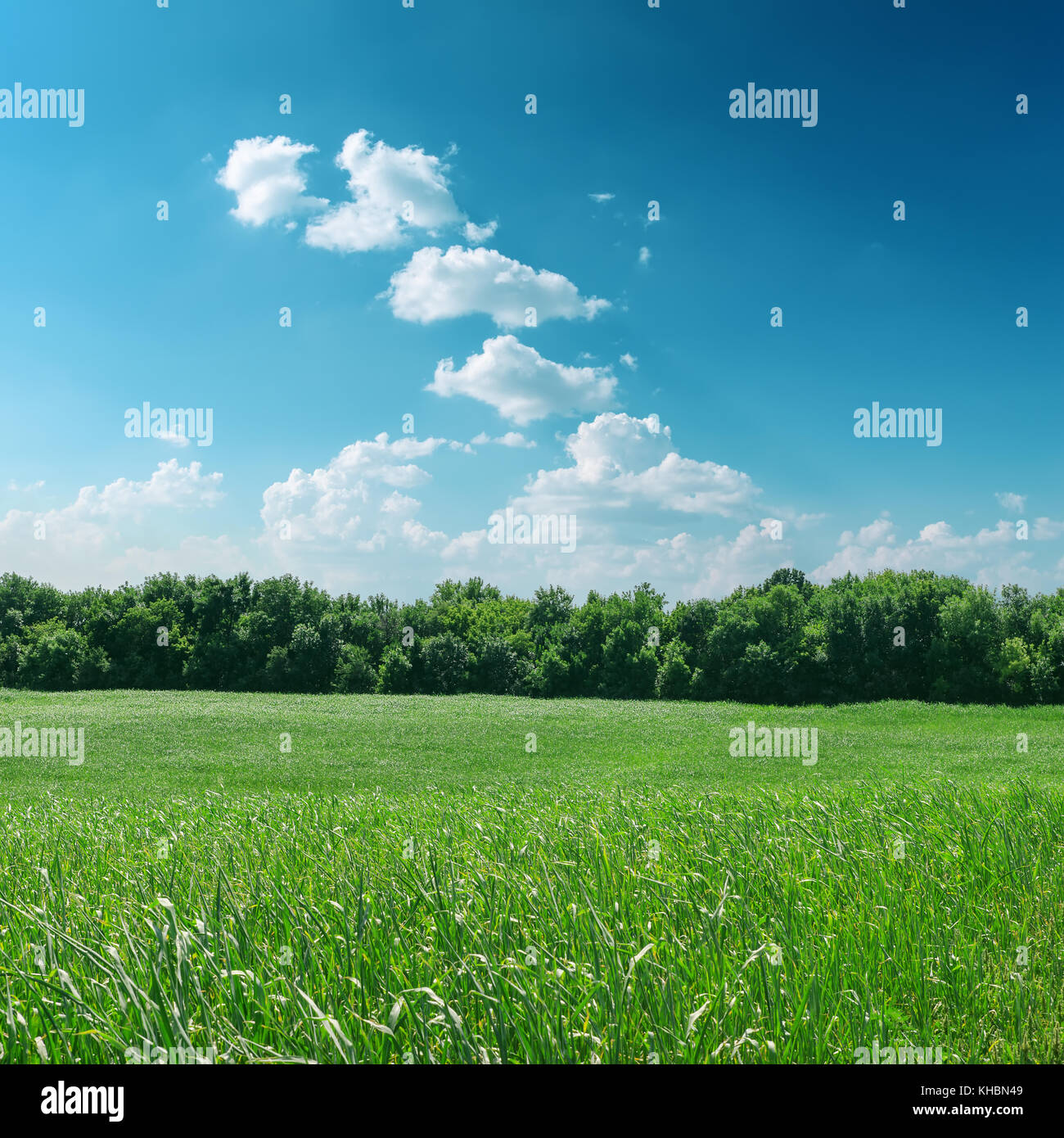 green grass with tree and cloudy sky Stock Photo - Alamy